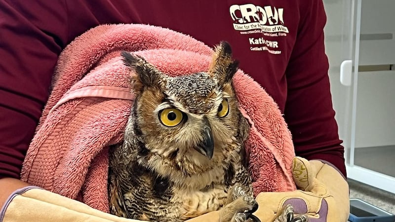 Great Horned Owl Rehabilitated Released Back Into Wild